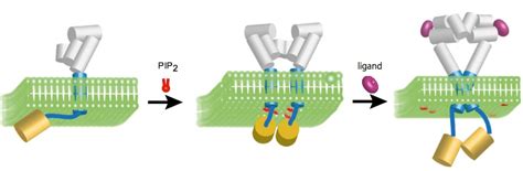Fluorescence Resonance Energy Transfer Fret Assay Creative Biostructure