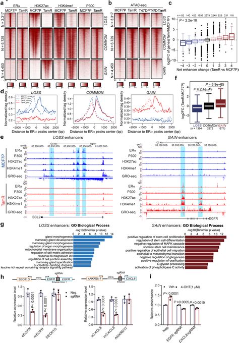 Enhancer Reprogramming Driven By High Order Assemblies Of Transcription Factors Promotes