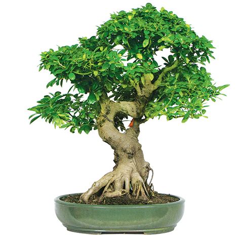 Explore The Beauty Of Bonsai Trees At Amazing Bonsai Trees Blog Bonsai Tree Guide Pdf