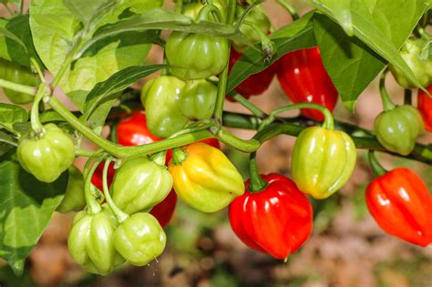 Glockenpaprika Capsicum Frutescens Chilisorten