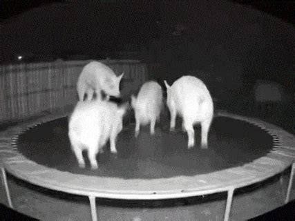降临qq水群的“猪鼻表情包”，快要把二次元都拱翻了 表情包集锦 猪猪 网络 龟 谷歌 新浪新闻