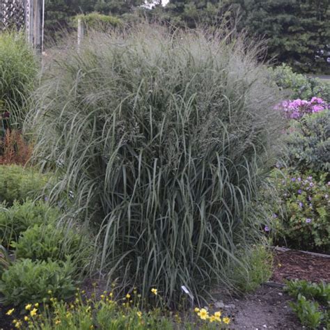 Apache Rose Panicum Order Online