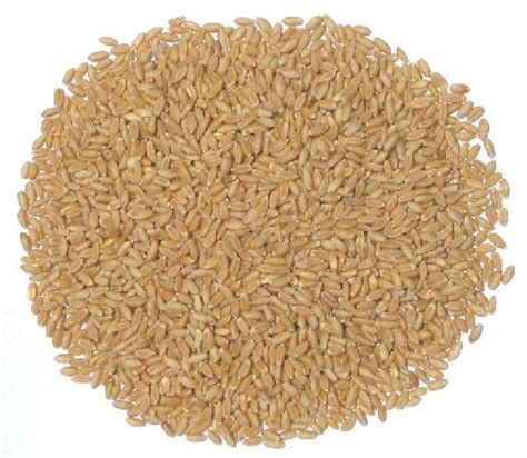 Wheat And Corn Products Israel Wheat And Corn Supplier