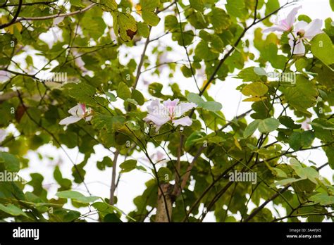 Bauhinia Variegata Tree In Bloom With Pale Pink Orchid Like Flowers