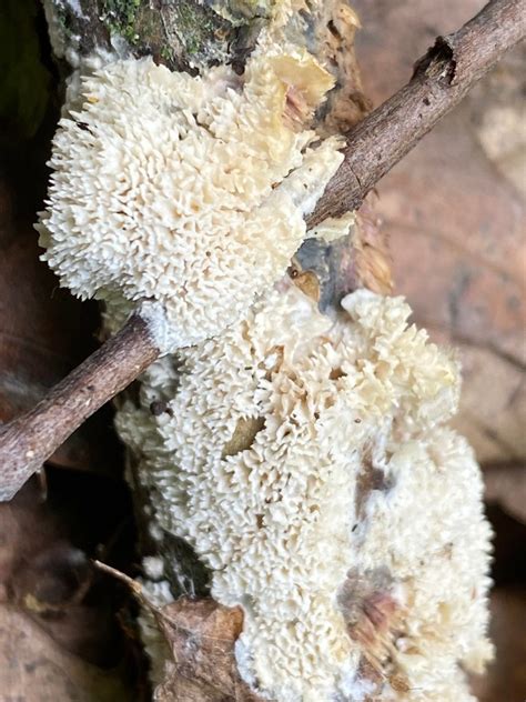 Milk White Toothed Polypore Irpex Lacteus Mushrooms Of Nebraska