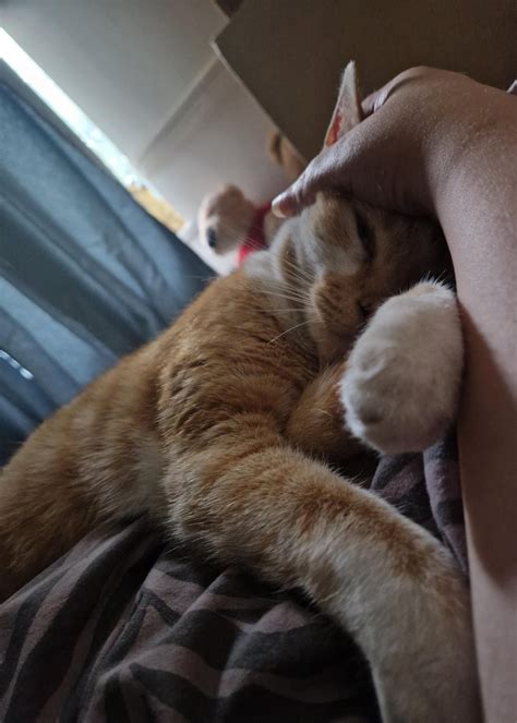 Harley And His Leopard Print Toe Beans R Toebeans