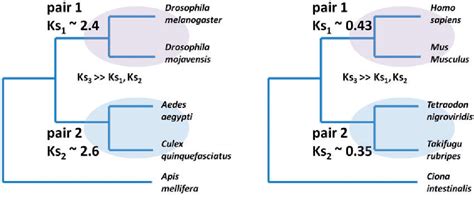 Figure 1 From Genome Level Analysis Of Selective Constraint Without