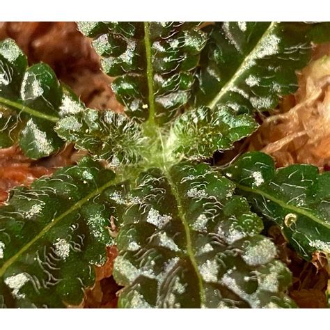 Nautilocalyx Pemphidius M・r・g・r