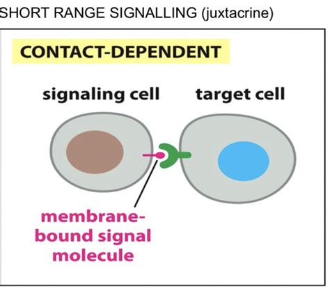 Week 3 Map Kinase Cascade Pip3 Flashcards Quizlet