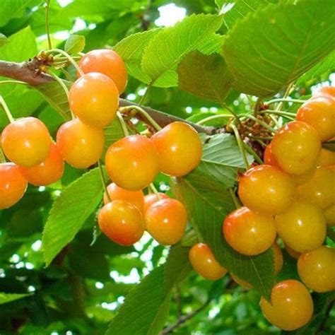 20pcsbag Yellow Cherry Seed Bonsai Japanese Sakura Seeds Red And Yellow Cherry Tree Ripe