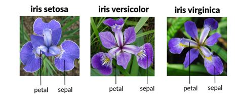 Building A Flask Based Iris Flower Classification Model From Prediction To Deployment” By