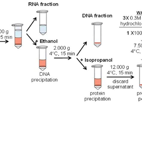 Trizol Rna Extraction Zymo At Indiana Seery Blog