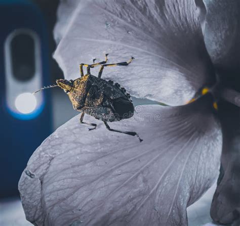 Close Up Of A Brown Marmorated Stink Bug On A Hibiscus Flower Under A