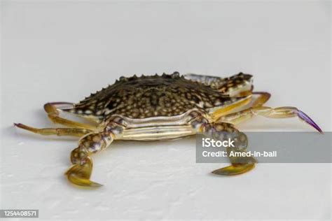 블루 만나 게 모래 게의 전면 보기 꽃 게 흰색 배경에 고립 된 포르투스 펠라기쿠스 신선한 생 블루 수영 바다 게의 클로즈업 사진 시장에서 유명한 신선한 해산물 갈고리