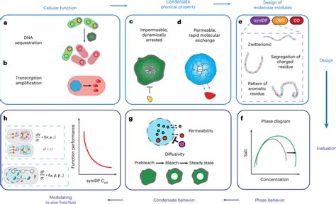 Engineering Strategy For Programmable Functional Synthetic Download Scientific Diagram