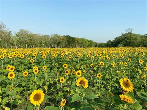 ทุ่งทานตะวันสวนรถไฟเที่ยวได้ปลอดภัย