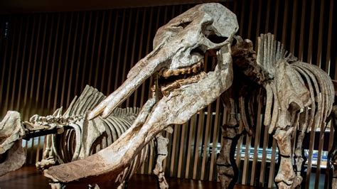 Dwarf Elephant Extinct