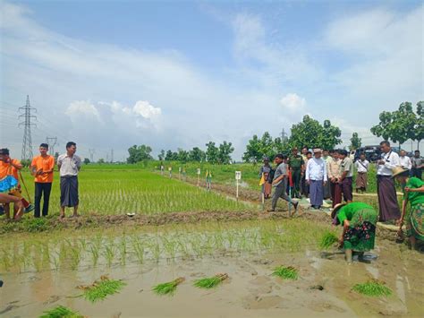 ကန်ကြီးထောင့်မြို့နယ်တွင် ၂၀၂၃ ၂၀၂၄ ခုနှစ် မိုးစပါးရေတော်မိုးတော် ဆင်းသုခမျိုး၊ စိုက်ခင်းစိုက်ပ