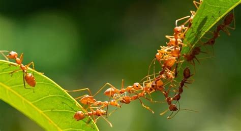 Asexual Animals Facts Types List Pictures Chart And More