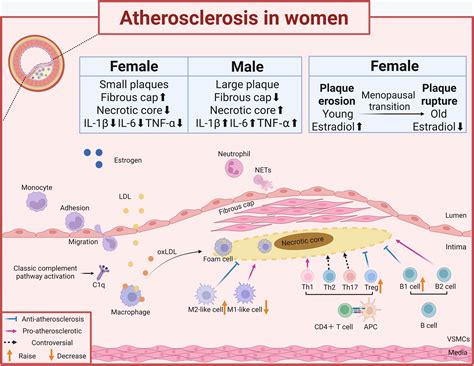 Atherosclerosis In Women Immune Regulation Under Sex Differences