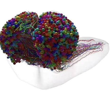 Numerized Mouse Brain R Transhumanism