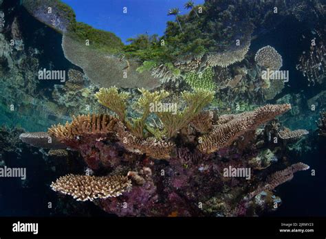 An Amazing And Diverse Coral Reef Grows Along The Edge Of Limestone