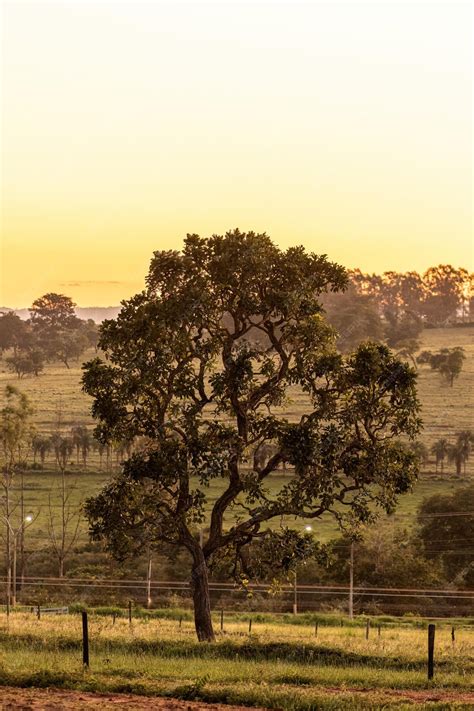 Premium Photo Angiosperm Tree At Sunset