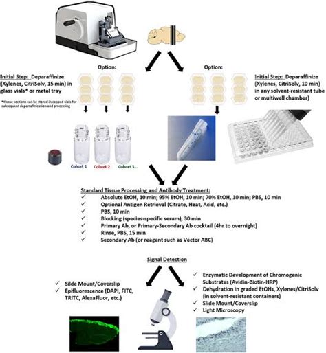 Preparation Of Tissue Sections And Staining Techniques Classnotesng