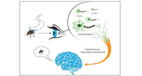 학습과학의 이해와 적용8 정보처리이론의 적용은 학습이 일어나는 원리의 이해를 돕고 기억과 학습을 촉진한다 교육을바꾸는사람들