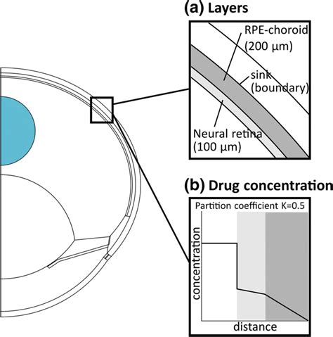 The Modified Geometry Including The Neural Retina And Combined