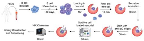 Methods For Antibody Discovery Single Cell Techniques Nanocellect