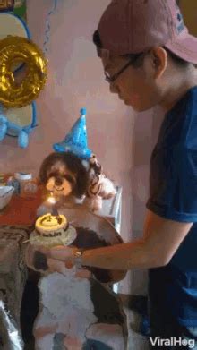 Happy Birthday Shih Tzu S Tenor
