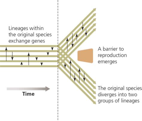 Chapter The Origin Of Species Final Exam Flashcards Quizlet