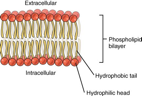 The Plasma Membrane Anatomy And Physiology
