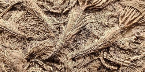 Land Sea Tag Team Devastated Ocean Life Millions Of Years Ago Faculty Of Environment