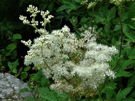 Meadowsweet Meadsweet Mead Wort Filipendula Ulmaria