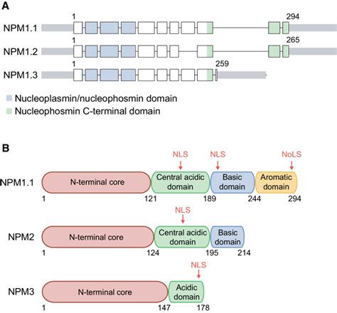 New Insights Into The Biology Of Acute Myeloid Leukemia With Mutated Npm1 Springerlink