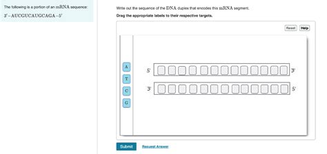 Solved I Am Unsure If I Should Write The Coding Strand Or