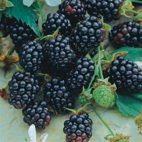 Thornless Blackberry Bushes Live Plants 2 Thornless Blackberry Plants