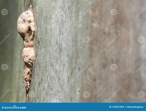 Fungus On A Tree Trunk Stock Photo Image Of Bark Mushroom 103201962
