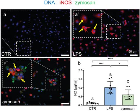 Inducible Nitric Oxide Synthase Inos Expression And Nitric Oxide No Download Scientific
