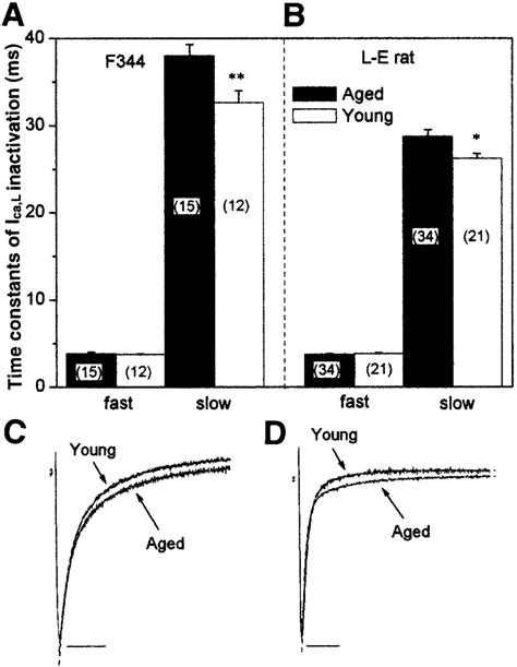 Effects Of Aging On Inactivation Of I Cal In Rat Ventricular Myocytes Download Scientific