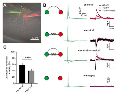 Electrical Synapses Are More Frequent Than Chemical Inhibitory Synapses Download Scientific
