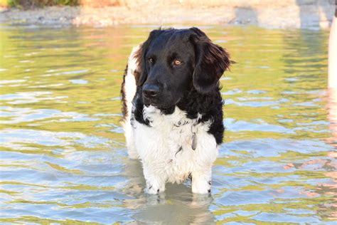 Bijwerkingen Teken En Vlooienmiddel Easecto Pup Van 7 Maanden Oud Overlijdt