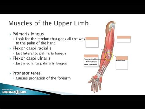 Upper Limb Muscles