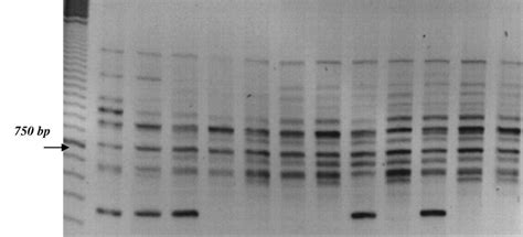 Pcr Amplification Profiles Of Wheat Genotypes Triticum L Using A