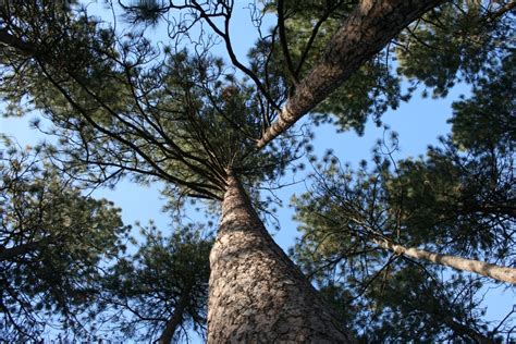 Gratitude Evolution Counseling