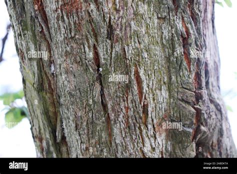 Tree Bark Texture The Body Of The Tree Stock Photo Alamy