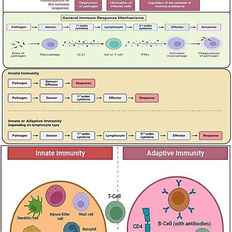 Diagrammatic Illustration Of The Immunotherapy As A Potential Treatment