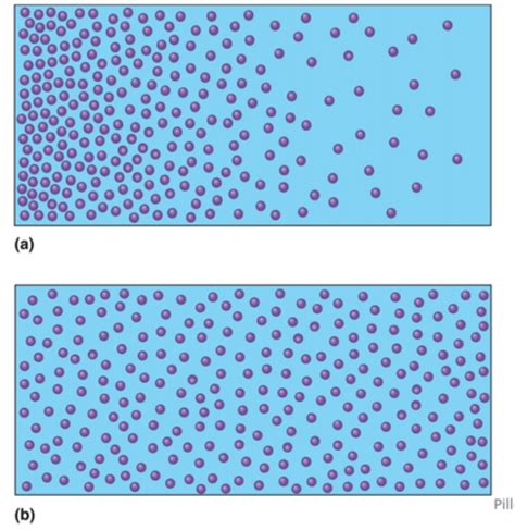 Module 04 Osmosis Diffusion Concentration Gradients Flashcards Quizlet